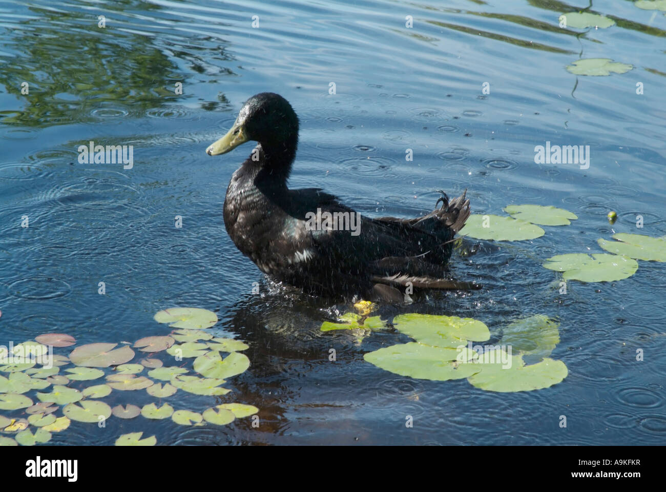 Mallard Duck in plumage during the spring months in a New Hampshire ...