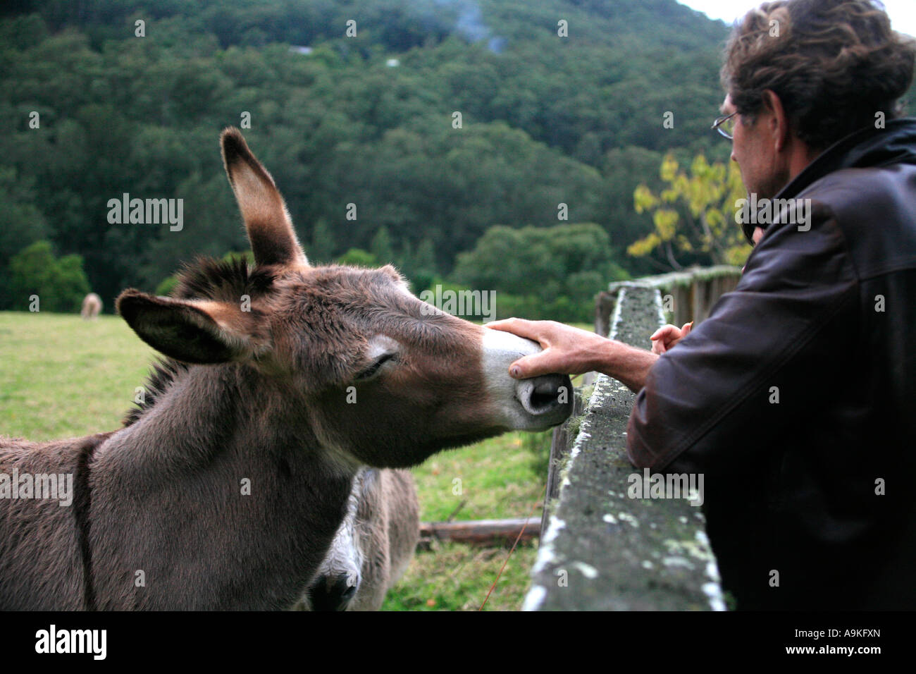 Donkey animal not toy not illustration hi-res stock photography and ...