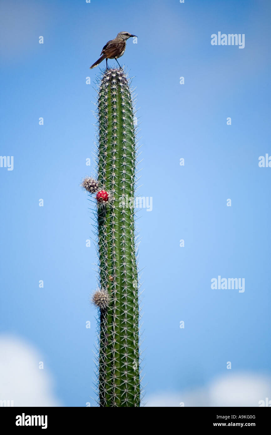 a mockingbird perch on cactus on Bonaire Island, Netherlands Antilles ...
