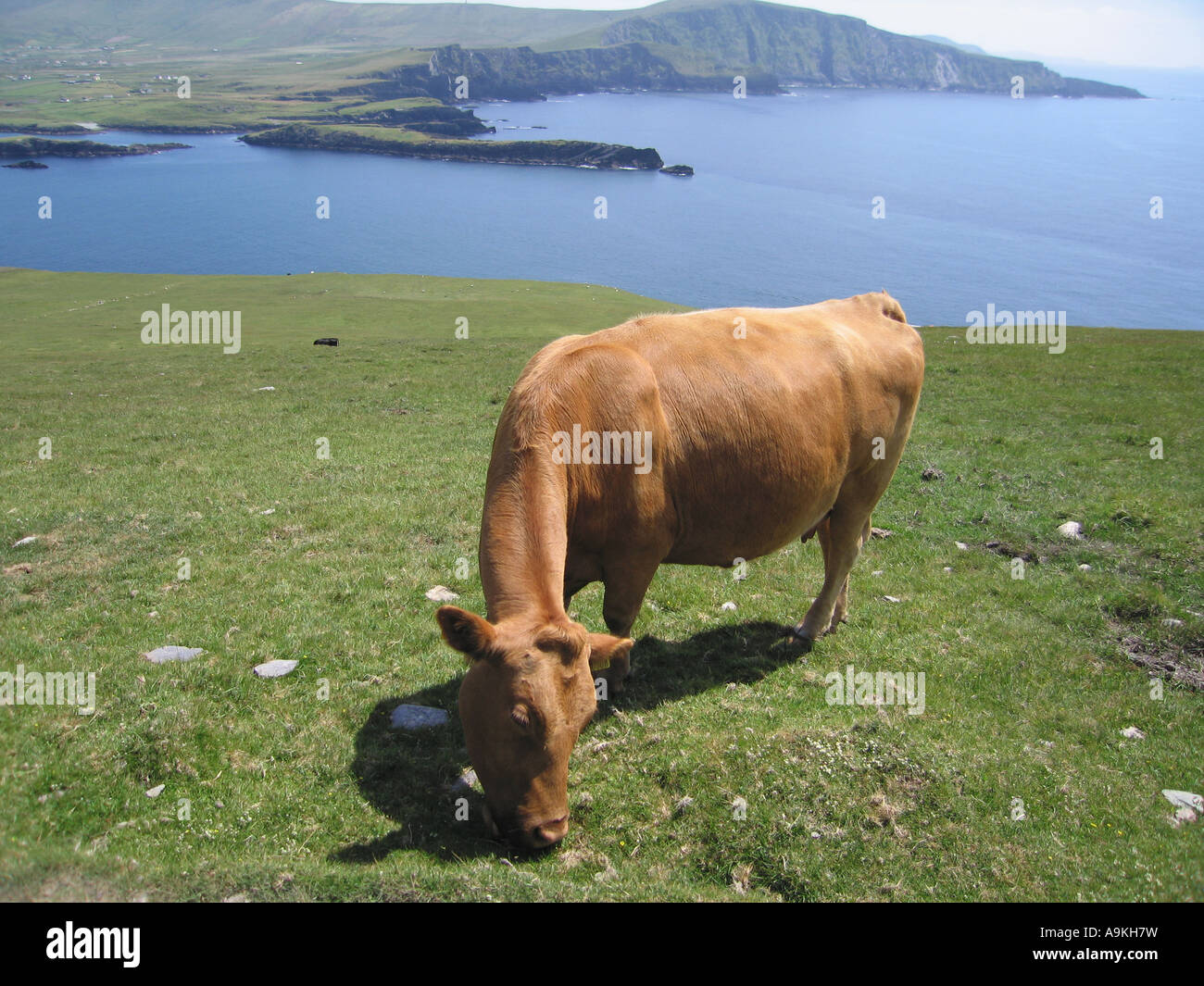 Cow ireland grass sun ocean sea hi-res stock photography and images - Alamy
