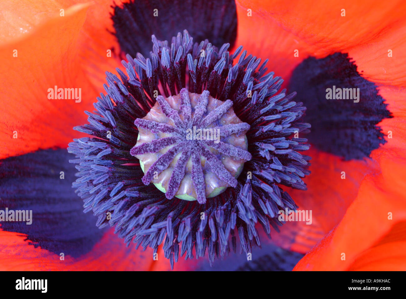 Giant Poppy red papaver detail Stock Photo - Alamy