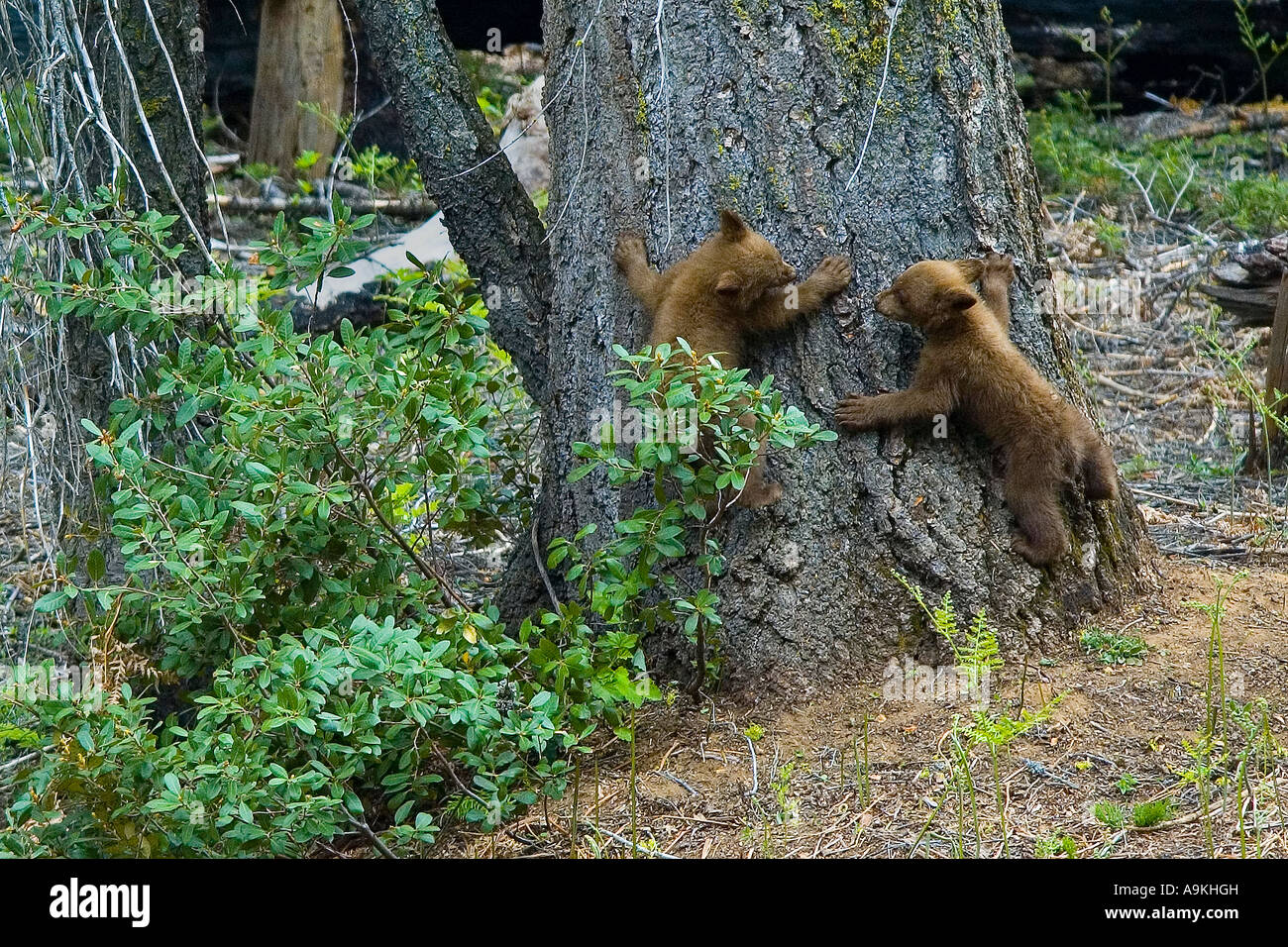 brown bear cubs play on a sequoia tree in Sequoia National Park ...