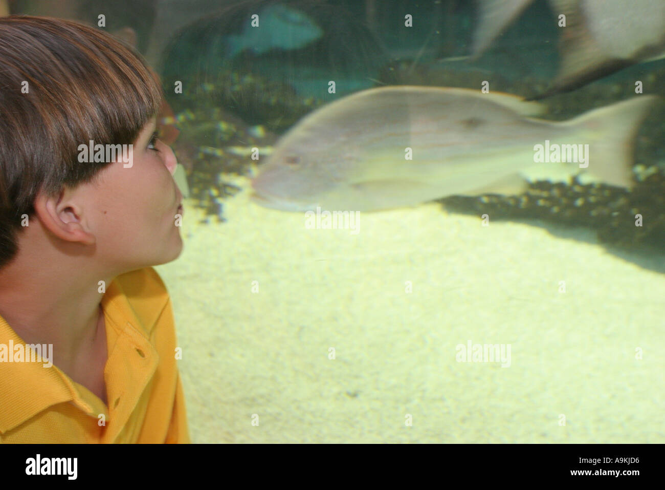 Alabama Dauphin Island,The Estuarium,public aquarium,estuary exhibit ...