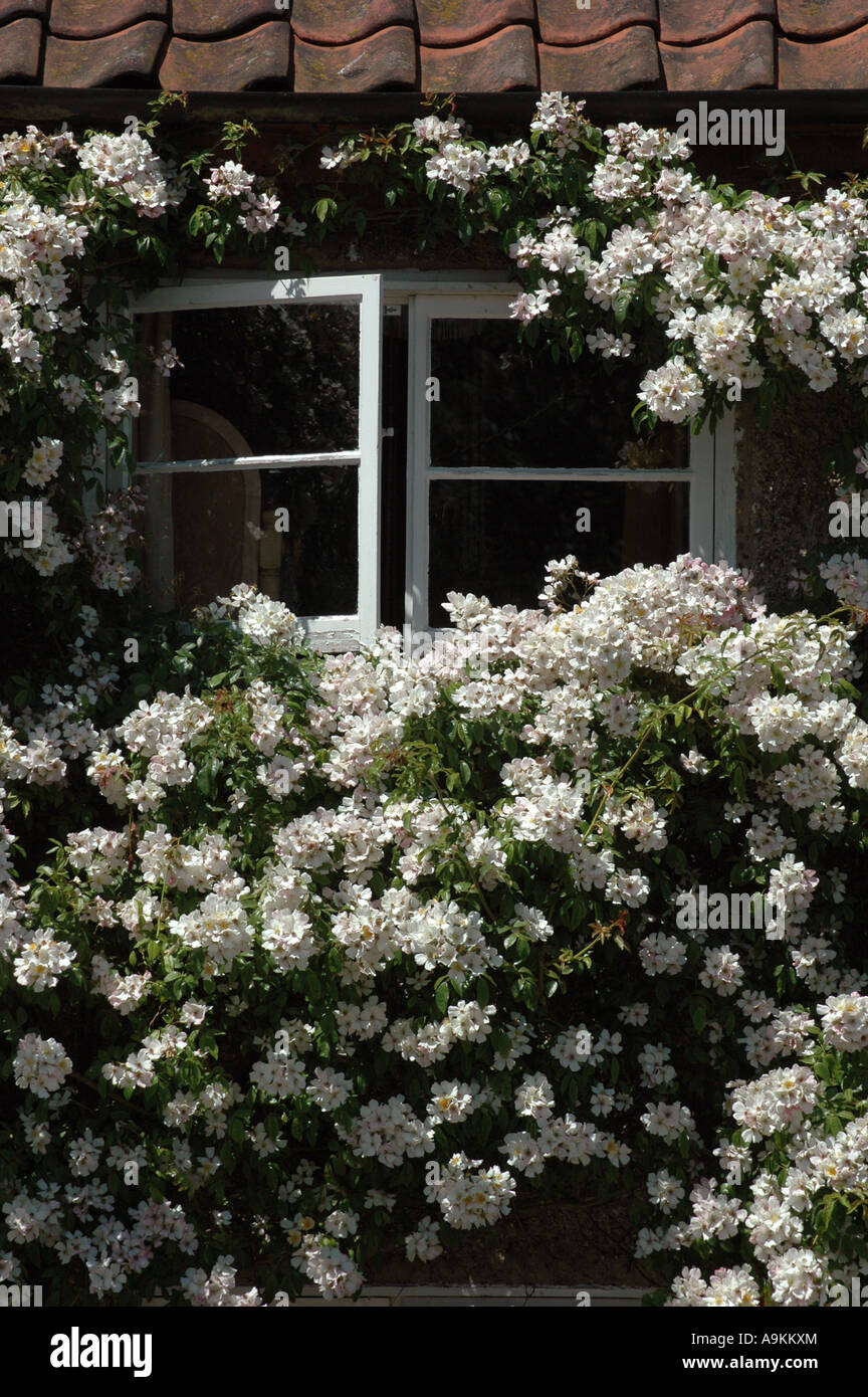 Roses round a cottage window Stock Photo - Alamy