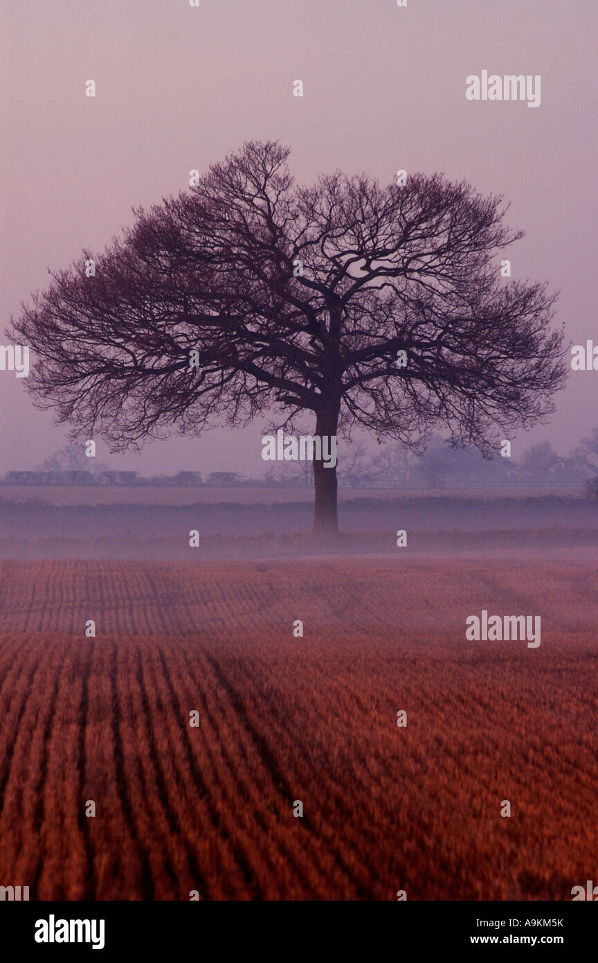 Mist field norfolk england hi-res stock photography and images - Alamy