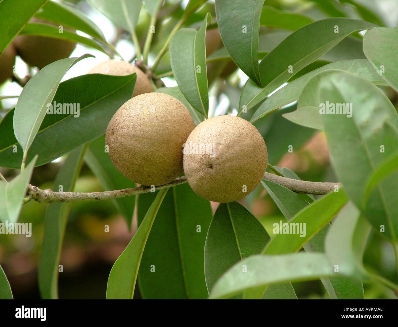 Chiku leaves hi-res stock photography and images - Alamy