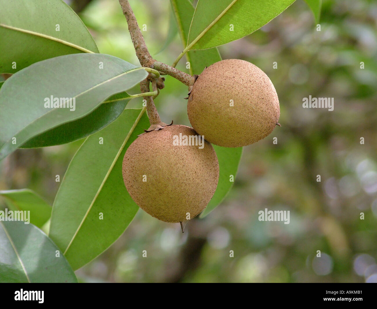 Chiku hi-res stock photography and images - Alamy