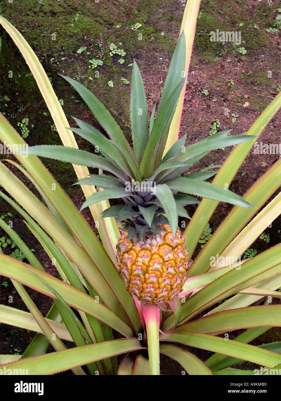 Pineapple fruit tree , Ananas comosus , tropical plant Stock Photo - Alamy