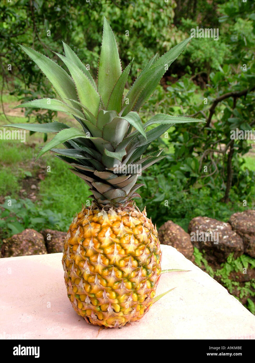 Pineapple fruit , Ananas comosus , tropical plant Stock Photo - Alamy