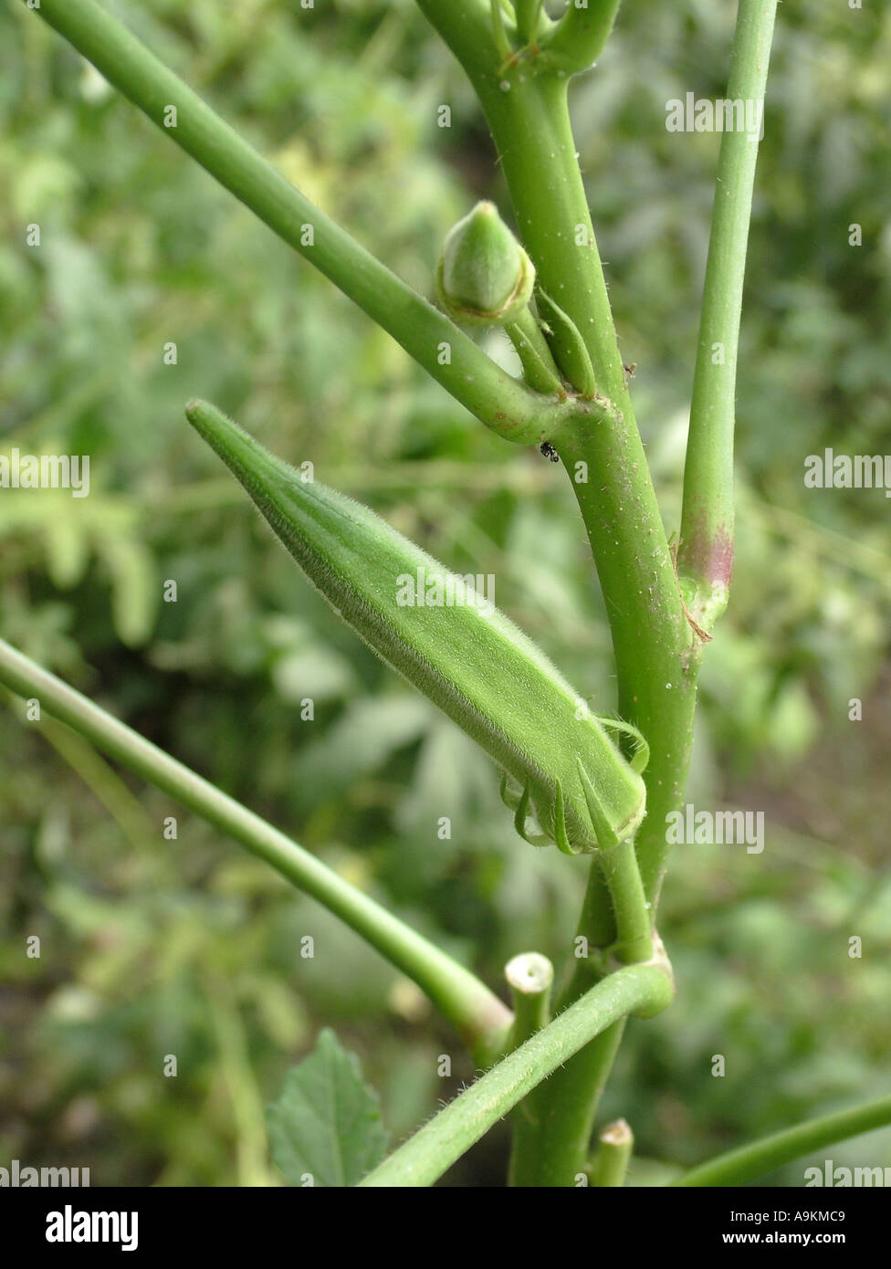 Okra , ochro , ladies fingers plant Stock Photo - Alamy
