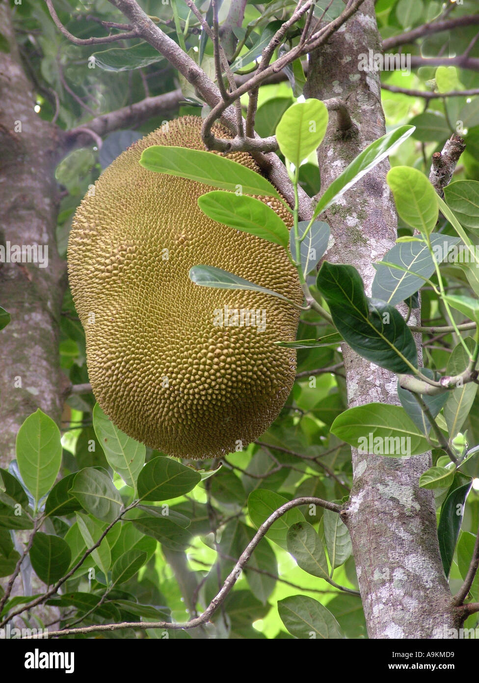 Jackfruit plant, Jack fruit tree Stock Photo - Alamy