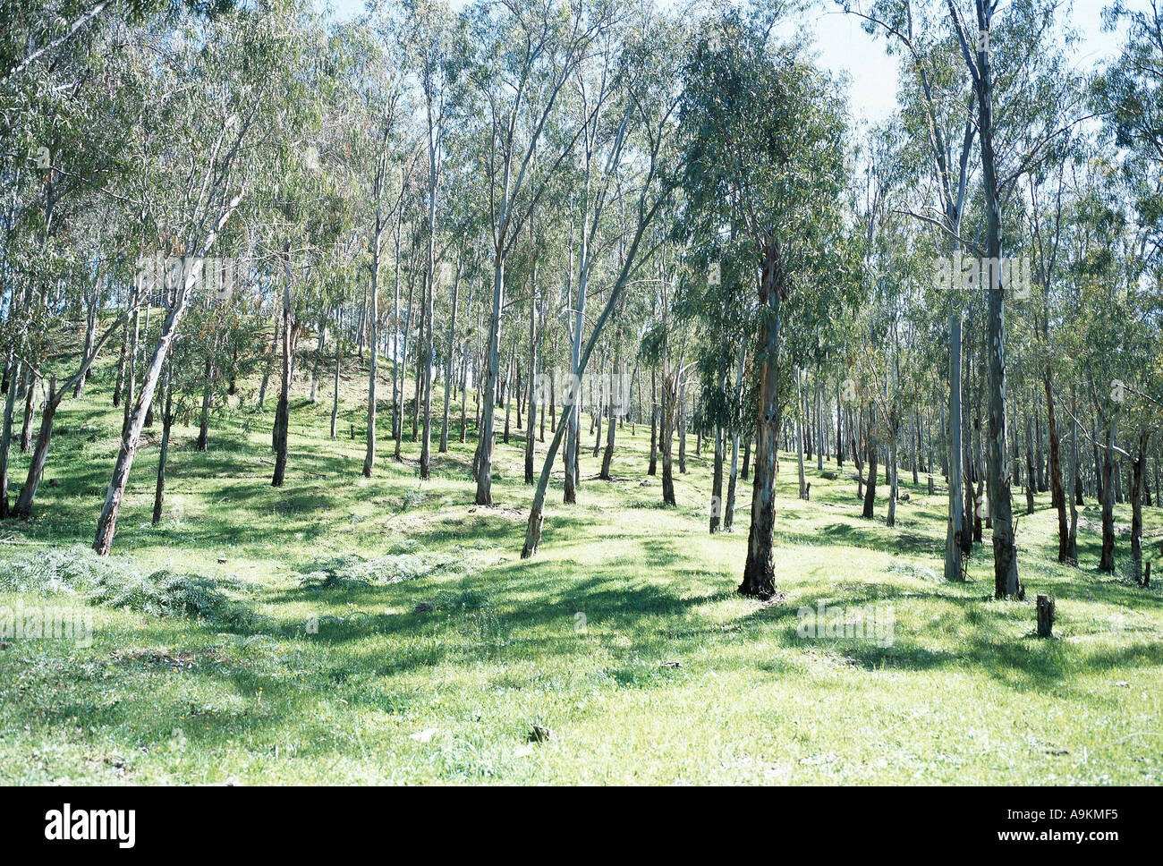 Eucalyptus italy hi-res stock photography and images - Alamy