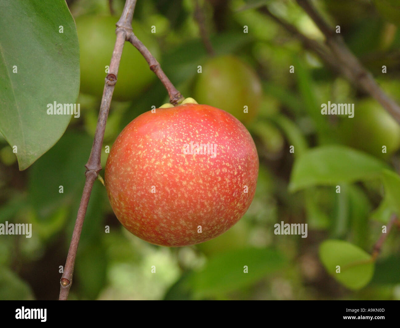 Kokam Stock Photos & Kokam Stock Images - Alamy