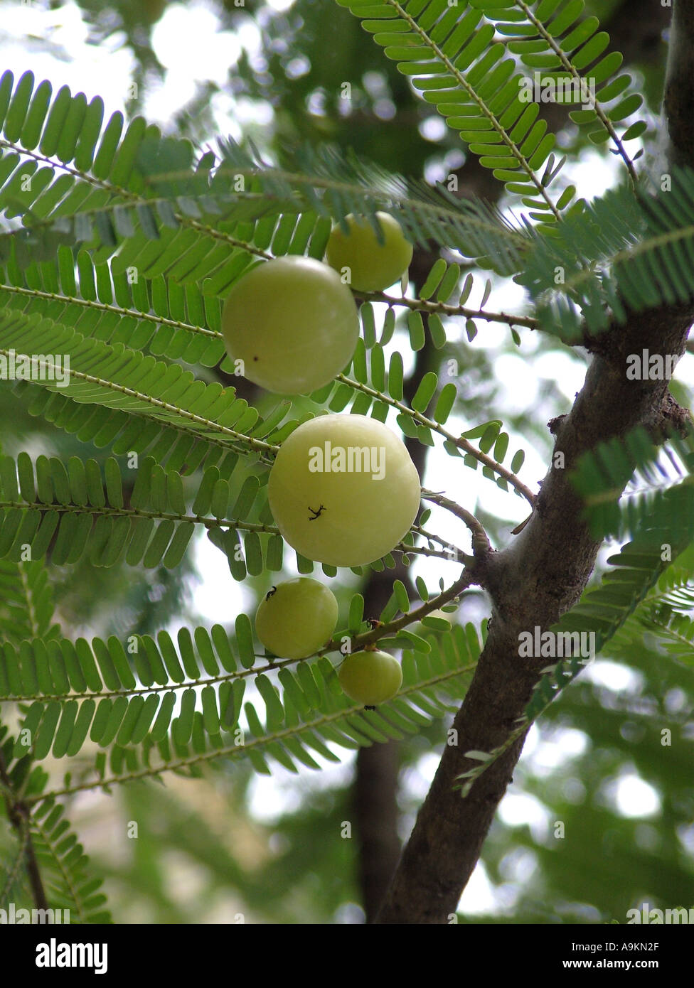 Amla tree, phyllanthus emblica, emblic, emblic myrobalan, myrobalan ...