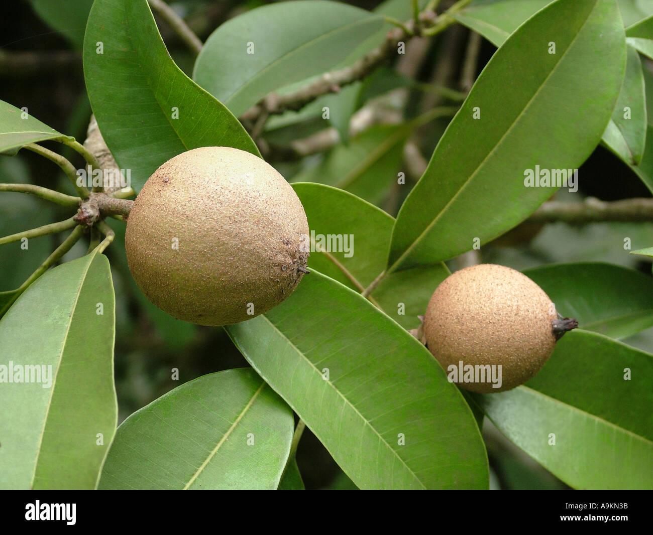 Chiku hi-res stock photography and images - Alamy