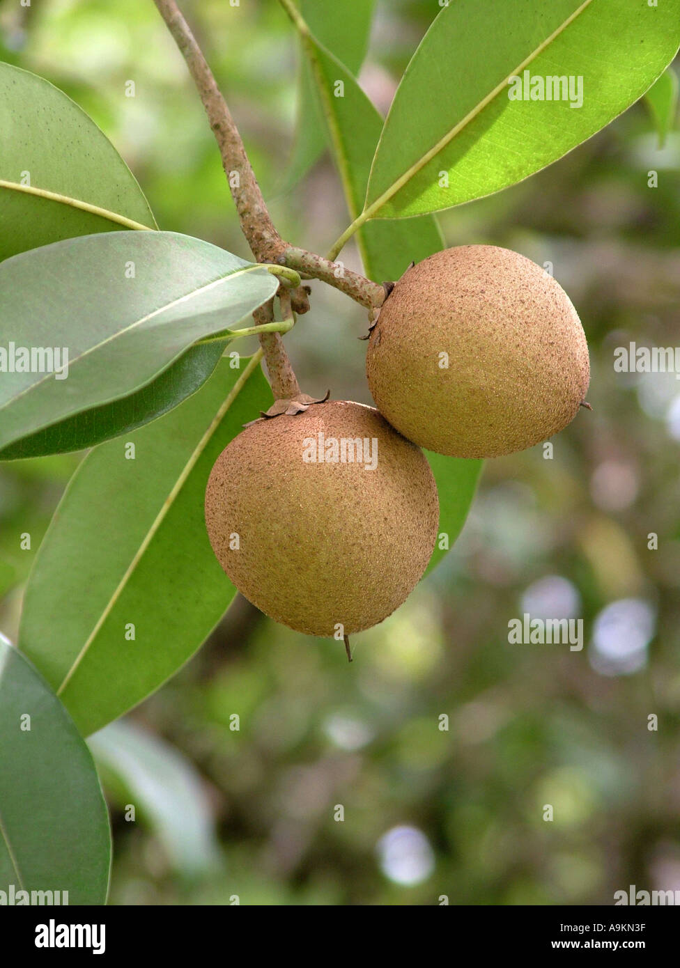 Chiku leaves hi-res stock photography and images - Alamy