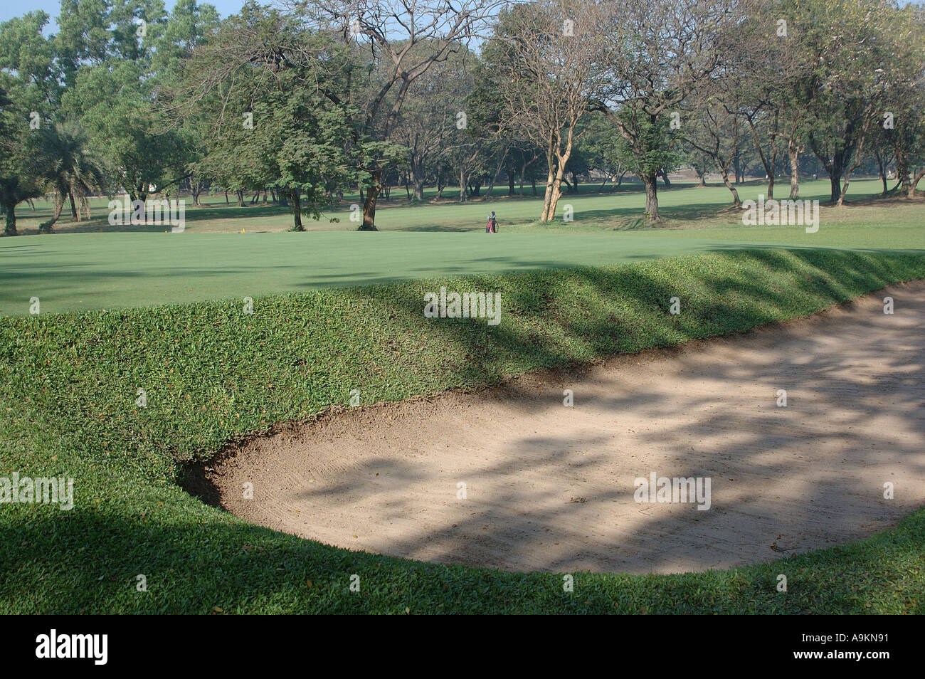 ANG99228 Golf Ground Sand Bunker Green and Grass Trees on Golf Ground ...