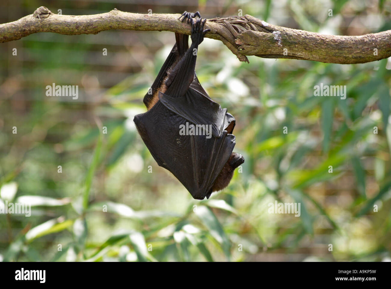 Rodriguez Fruit Bat Pteropus Rodricensis Stock Photo - Alamy