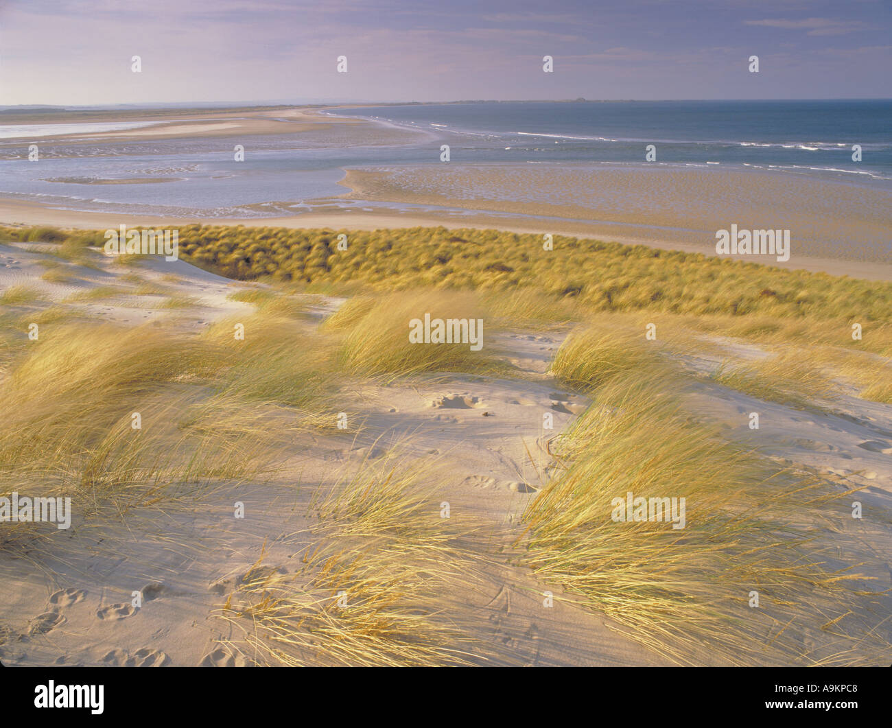 Budle bay northumberland hi-res stock photography and images - Alamy