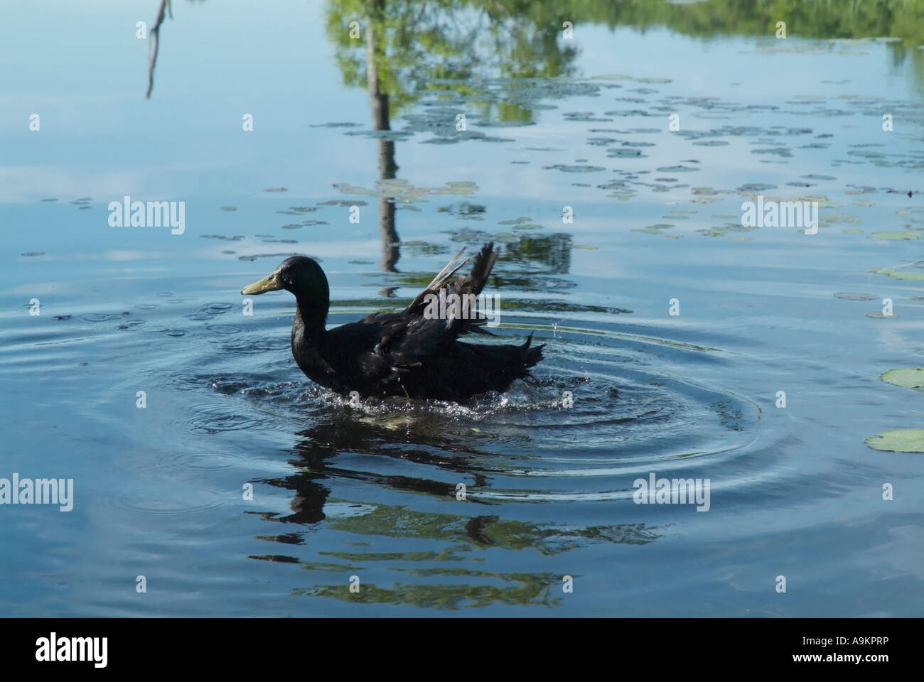 Mallard Duck in plumage during the spring months in a New Hampshire ...