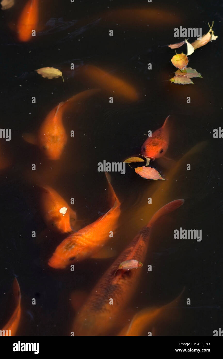 Goldfish pond inside park hi-res stock photography and images - Alamy