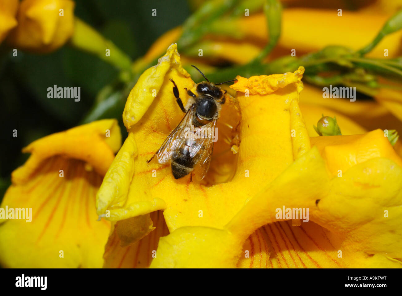 Bee nature insects hi-res stock photography and images - Alamy
