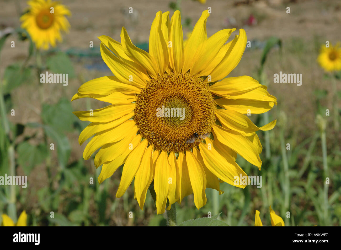 Close up of sun fllower yellow petals Maharashtra India Stock Photo - Alamy