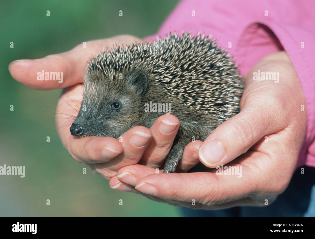 Baby European Hedgehogs Erinaceus Europaeus High Resolution Stock ...