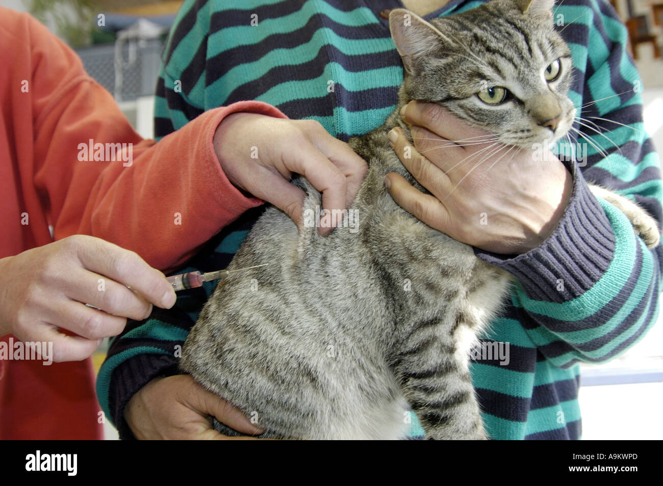 Cat getting injection hi-res stock photography and images - Alamy