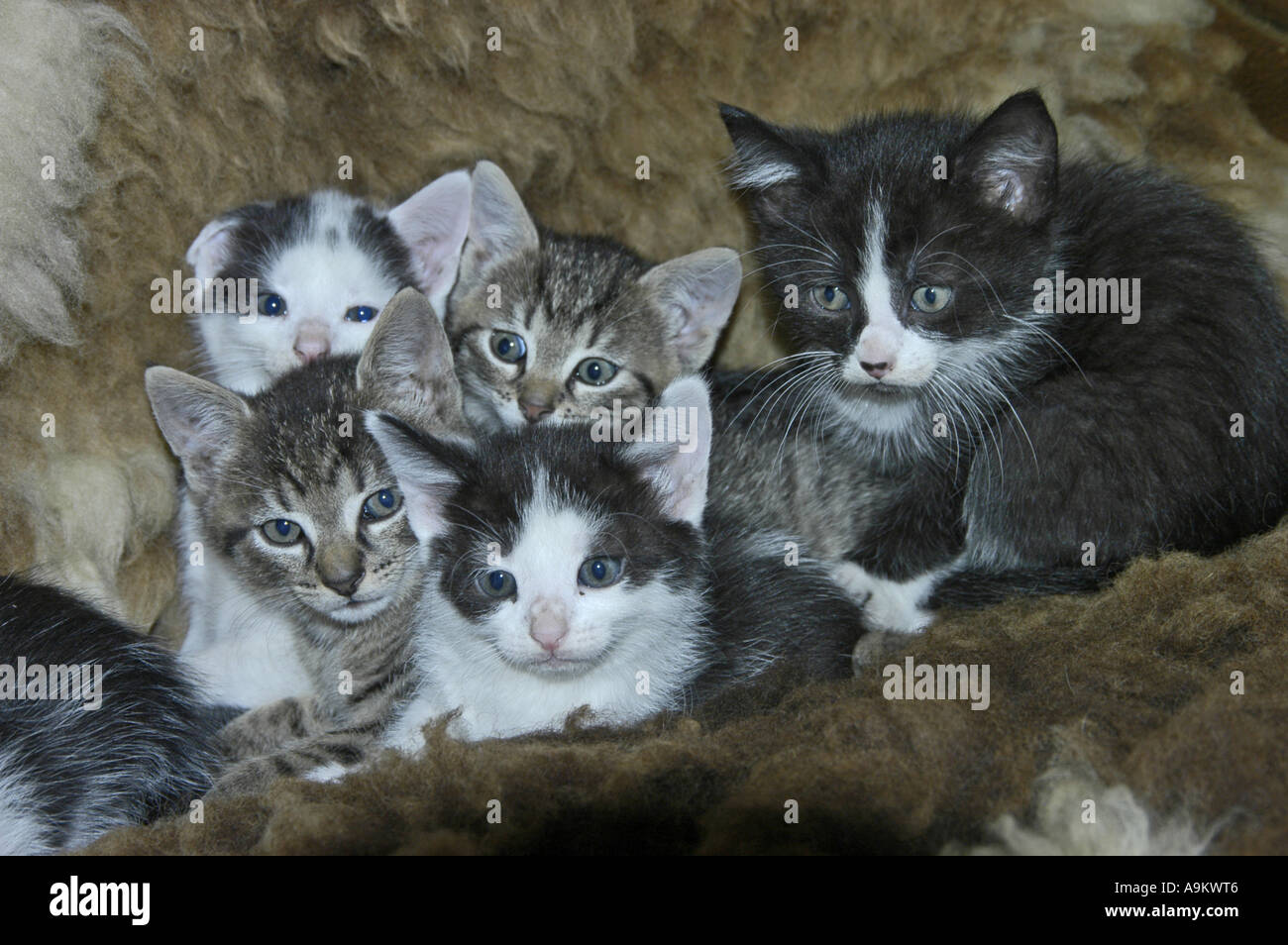 domestic cat, house cat (Felis silvestris f. catus), family on sofa ...