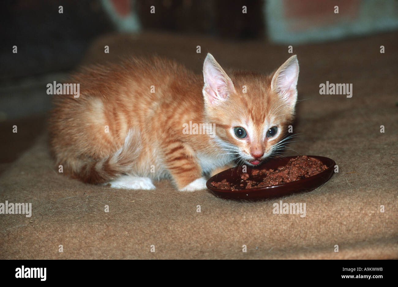 domestic cat, house cat (Felis silvestris f. catus), young kitten ...