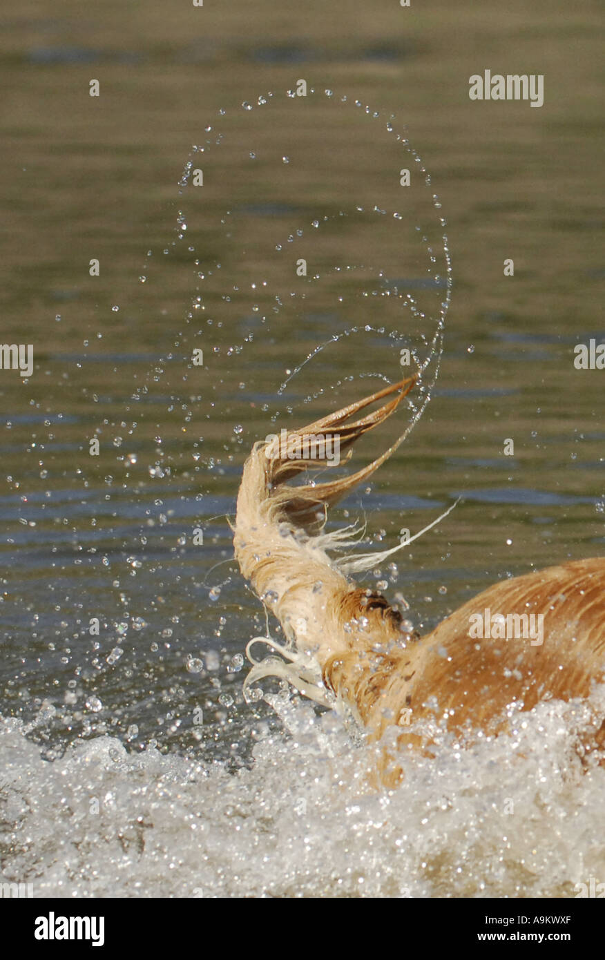 Truncated tail hi-res stock photography and images - Alamy