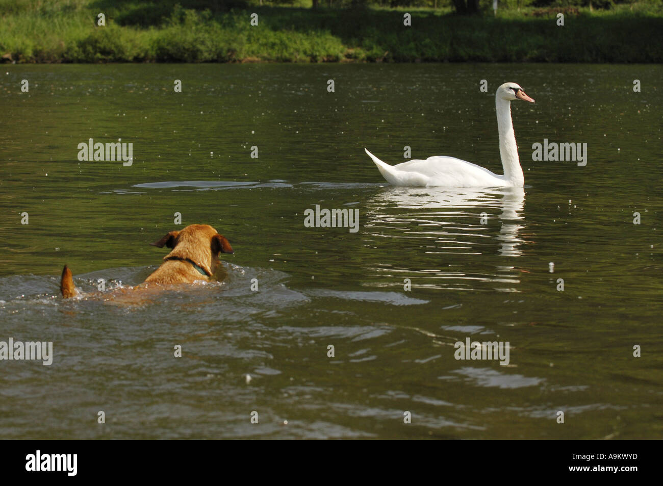 mixed breed dog (Canis lupus f. familiaris), swims to swan Stock Photo ...