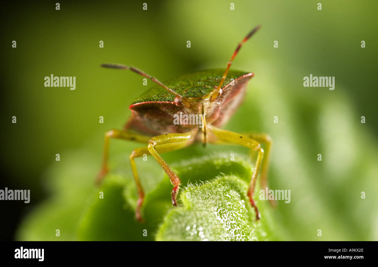 Green Shield Bug, Nezara Viridula Stock Photo - Alamy