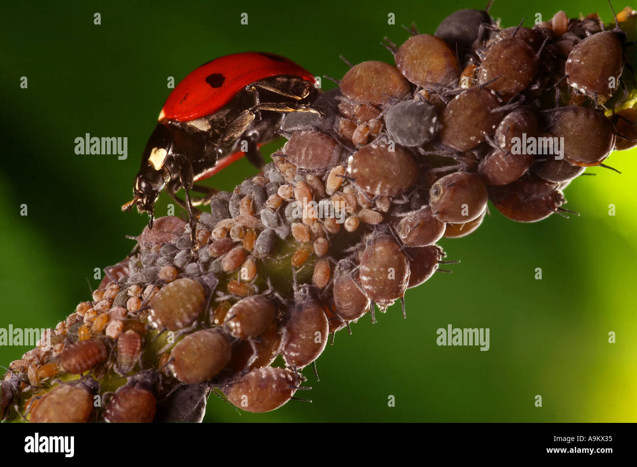 Seven Spot Ladybird, Coccinella septempunctata, Eating Aphids Stock ...