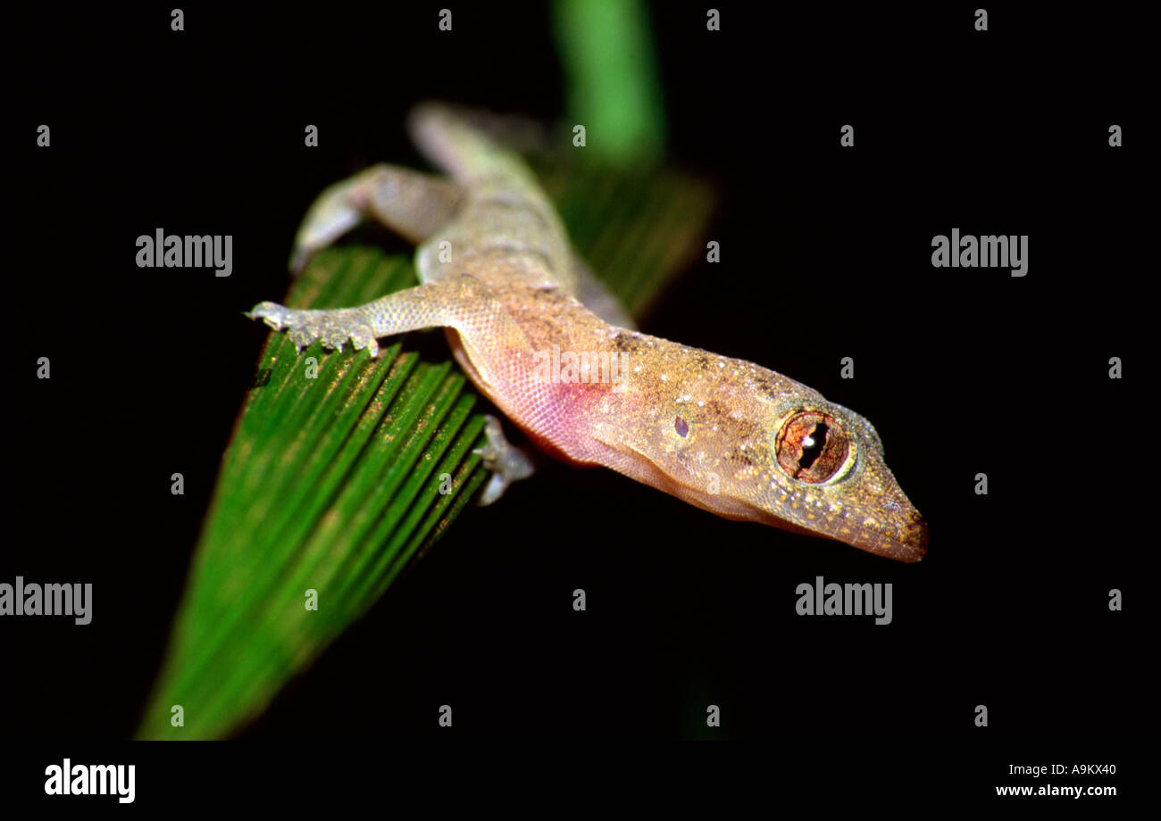 Pink gecko hi-res stock photography and images - Alamy