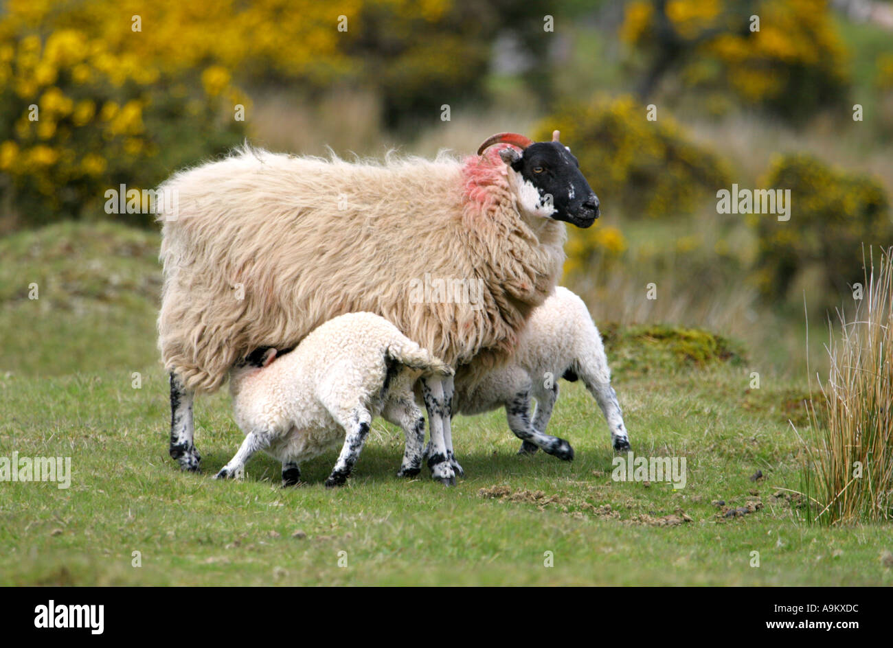 Children lambs uk hi-res stock photography and images - Alamy
