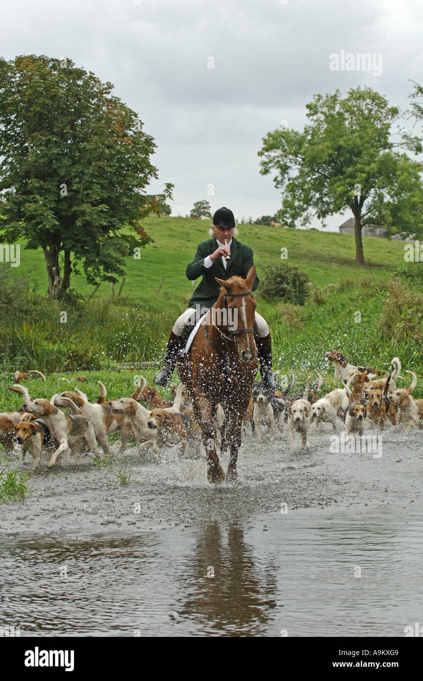 Hound packs hi-res stock photography and images - Alamy