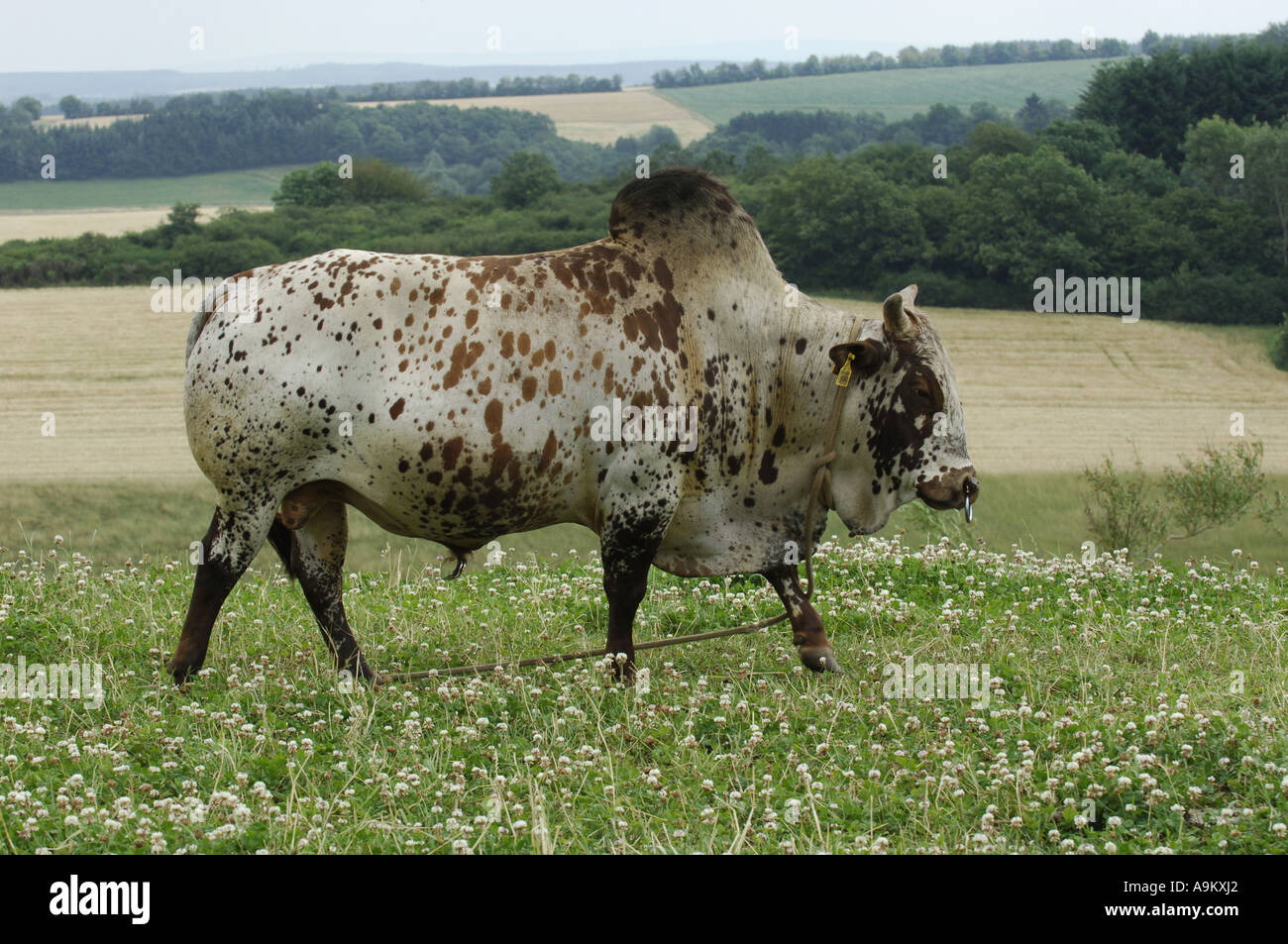 zebu cattle (Bos taurus indicus), bull Stock Photo - Alamy
