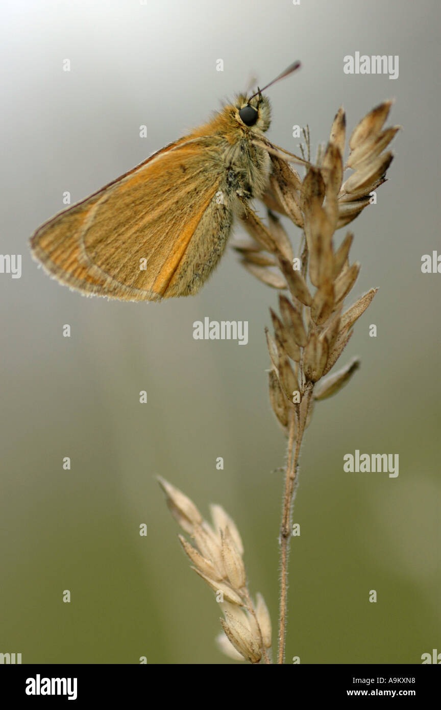 alfalfa butterfly, alfalfa caterpillar (Colias eurytheme), butterfly ...