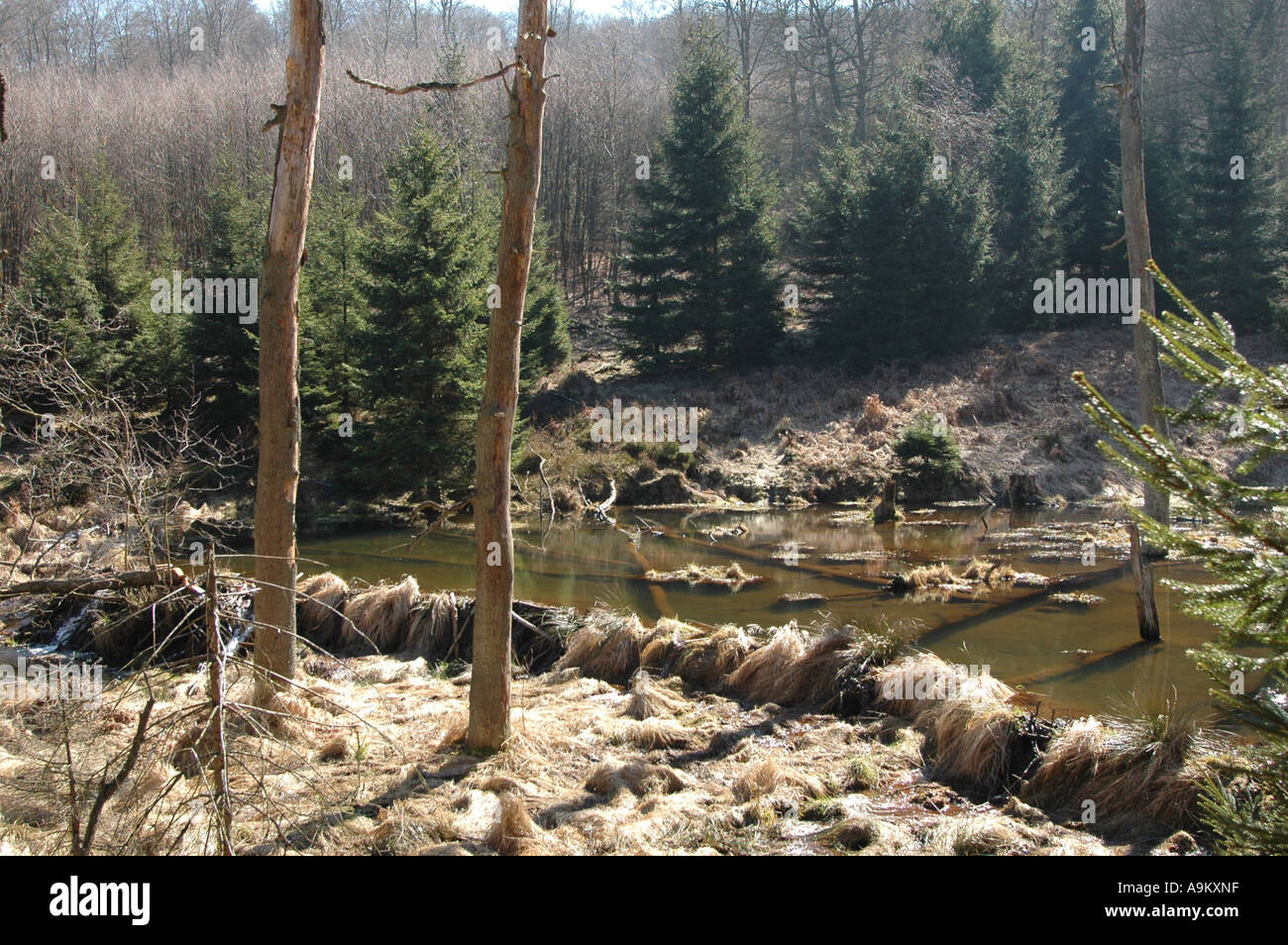P beaver hi-res stock photography and images - Alamy