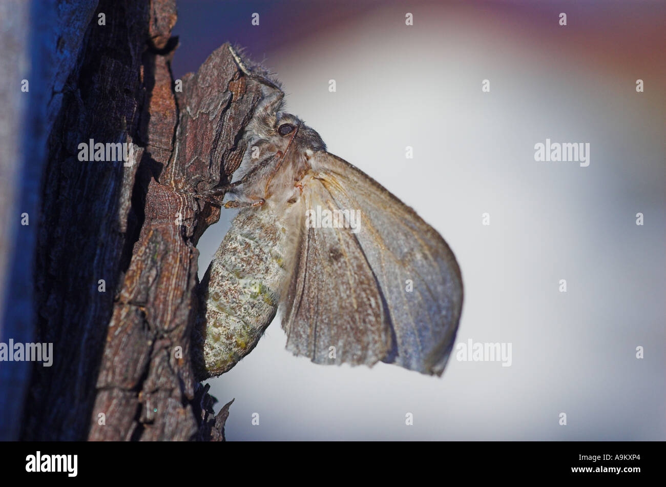 Truncated tail hi-res stock photography and images - Alamy