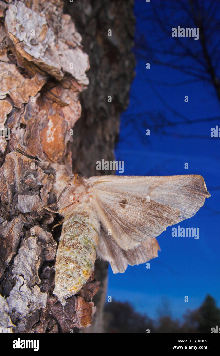 pale tussock, red-tail moth (Calliteara pudibunda, Dasychira pudibunda ...