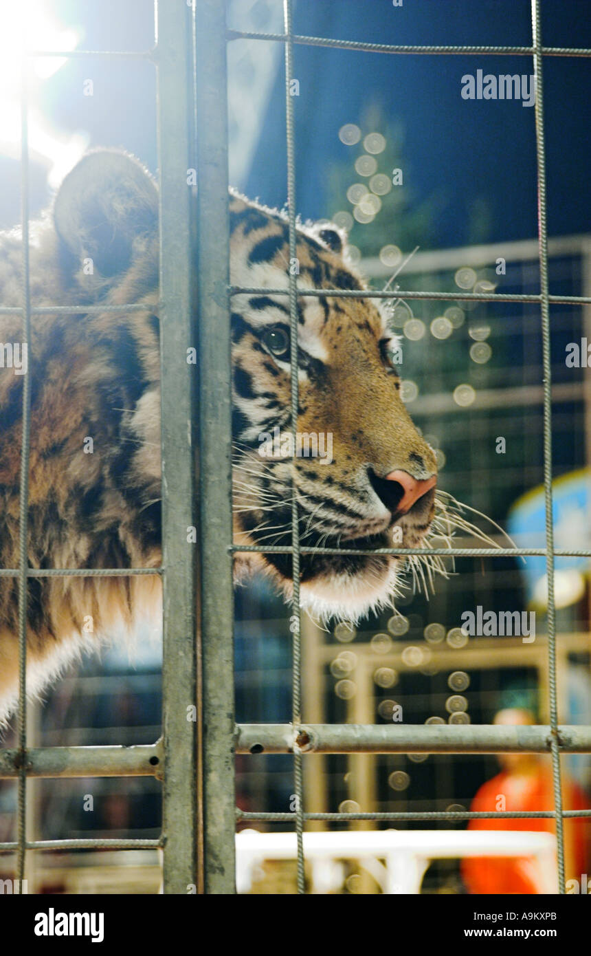 Tiger circus hi-res stock photography and images - Alamy