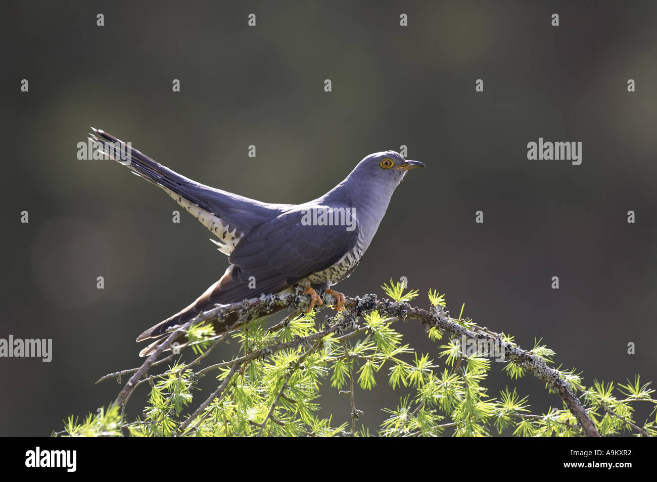 Eurasian cuckoo (Cuculus canorus), sitting on zwig of a larch, United ...
