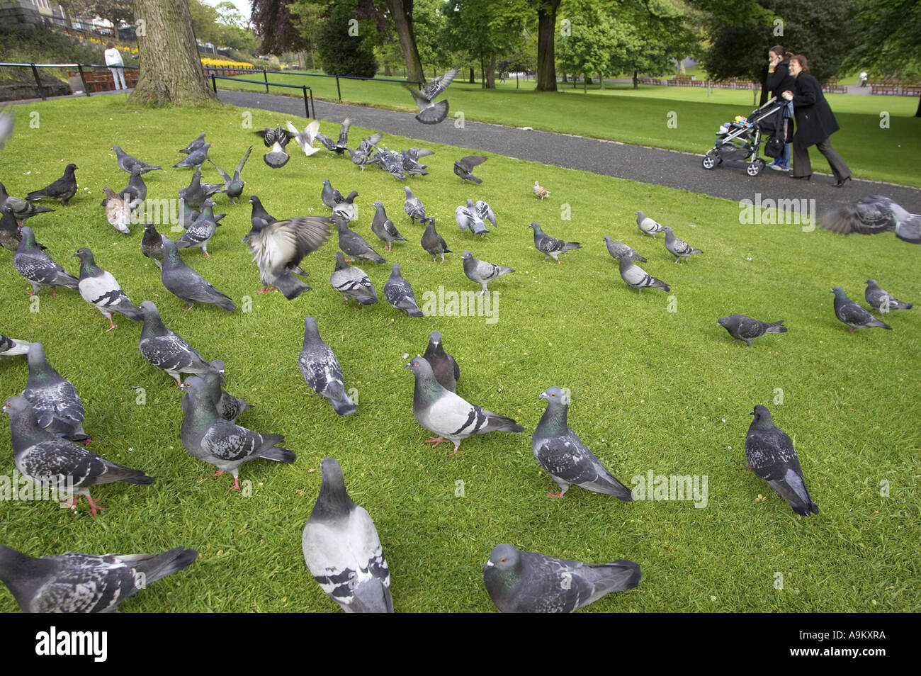 doves & pigeons and allies (Columbiformes), sitting on a meadow under a ...