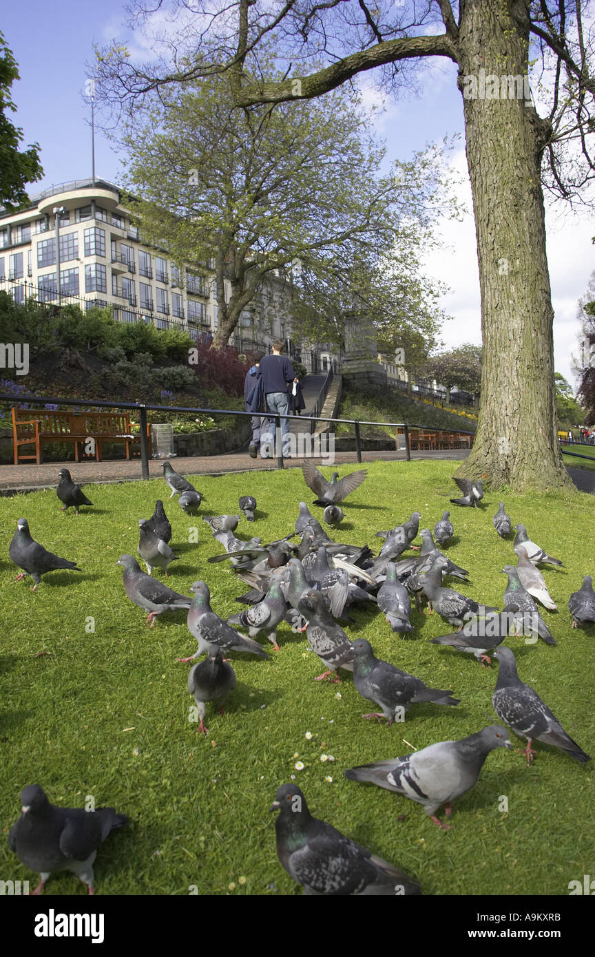 doves & pigeons and allies (Columbiformes), sitting on a meadow under a ...