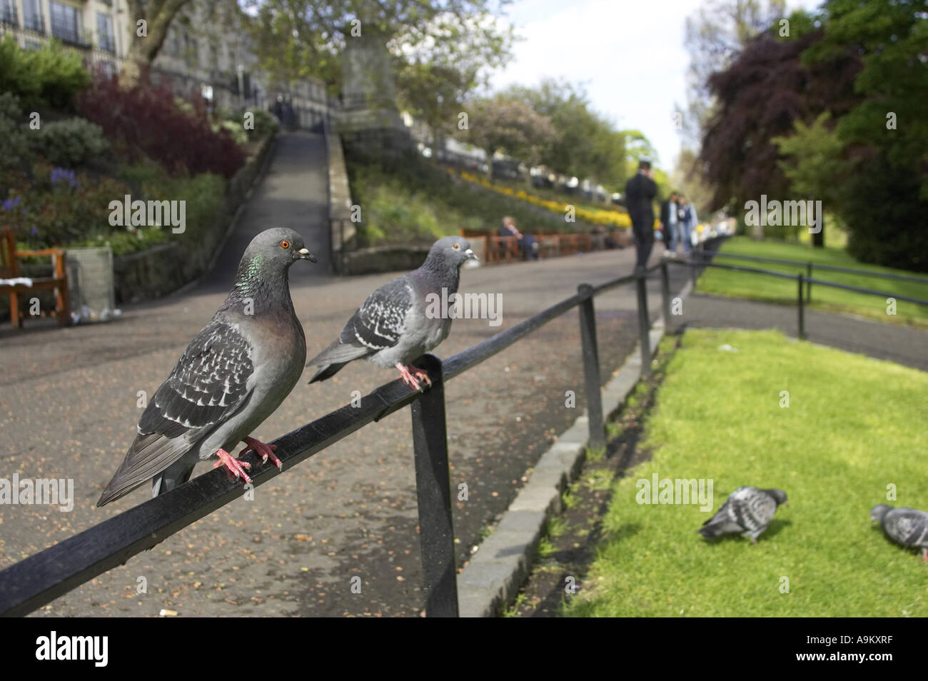Pigeons various birds hi-res stock photography and images - Alamy