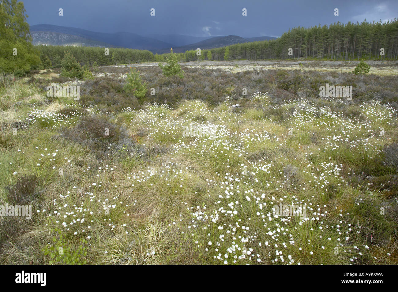 Clearing forest hi-res stock photography and images - Alamy