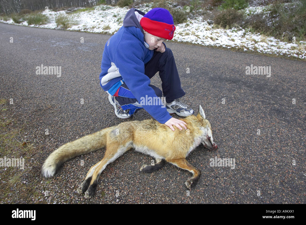 red fox (Vulpes vulpes), child looking for dead fox at street, United ...